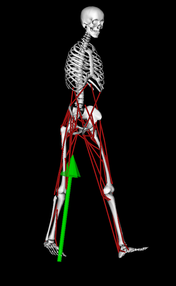 Musculoskeletal modelling and simulation of movement
