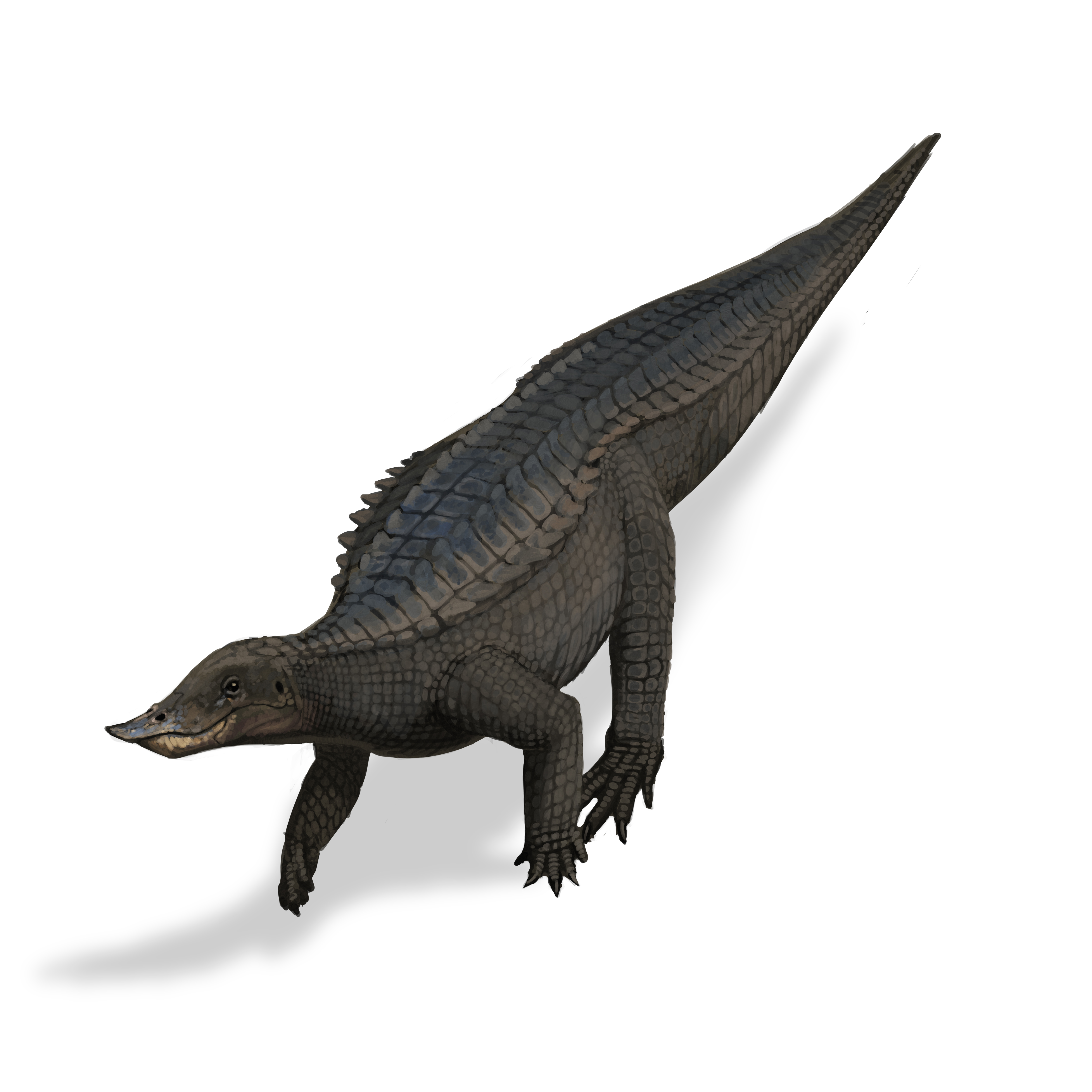 Typothorax/Coahomasuchus