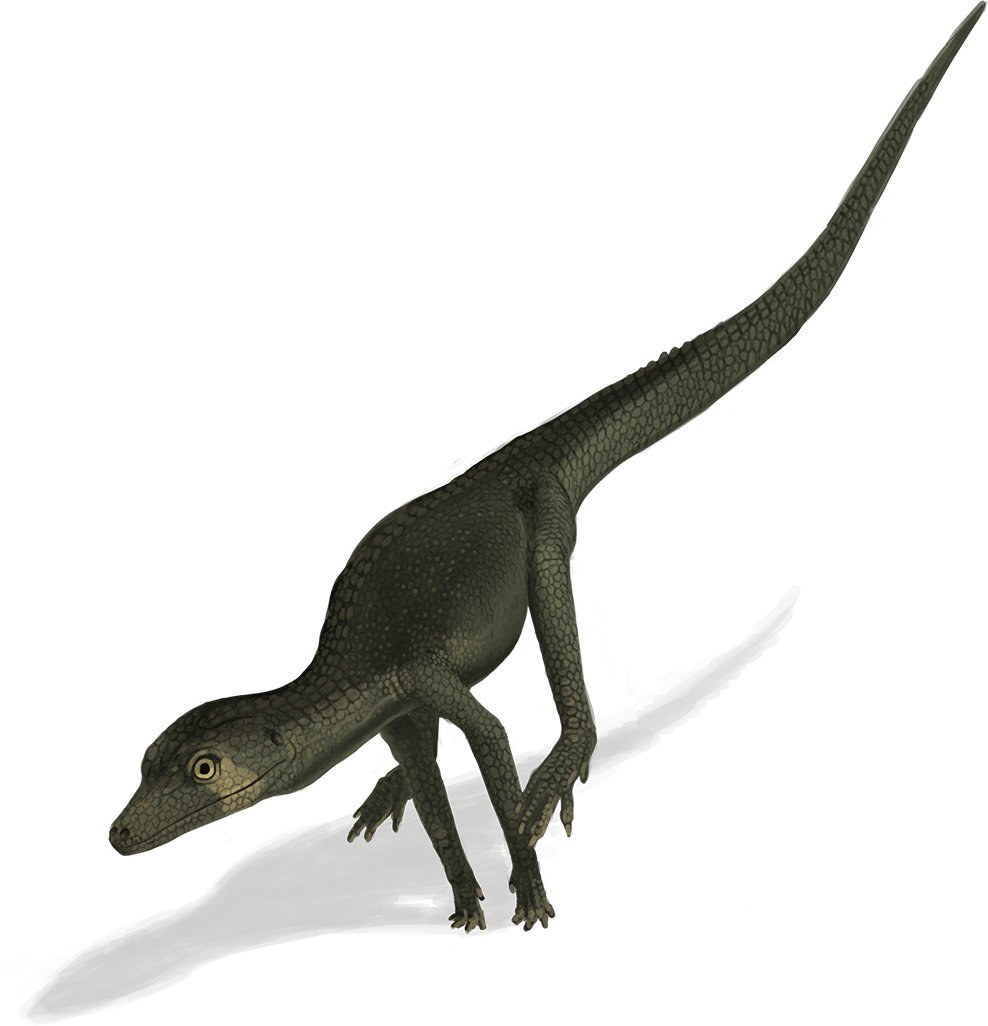 Sphenosuchus acutus