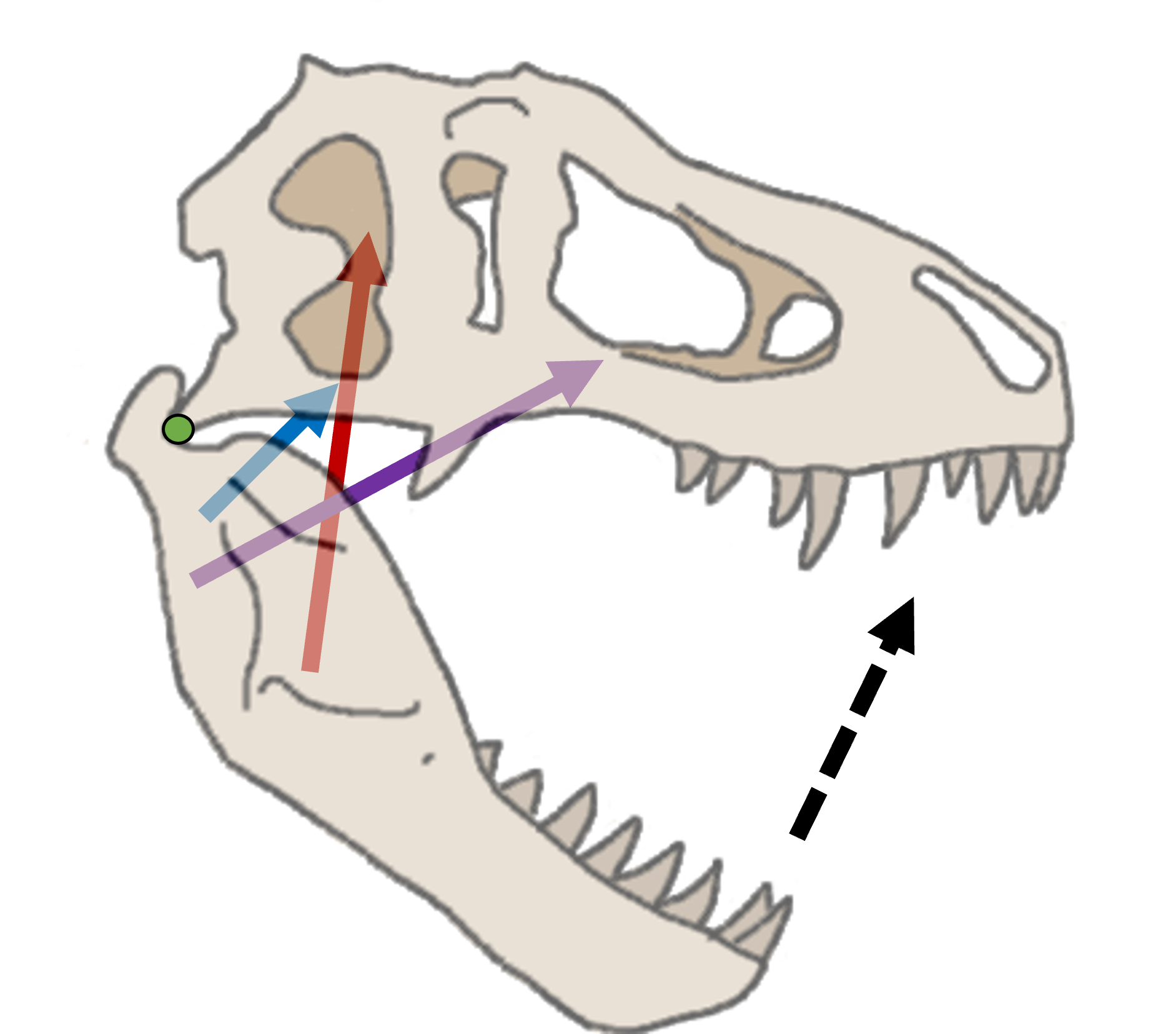 How scientists determine the strength of dinosaur muscles ...