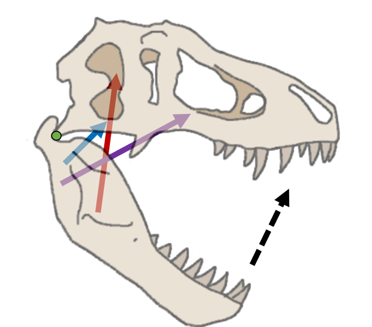 How scientists determine the strength of dinosaur muscles ...