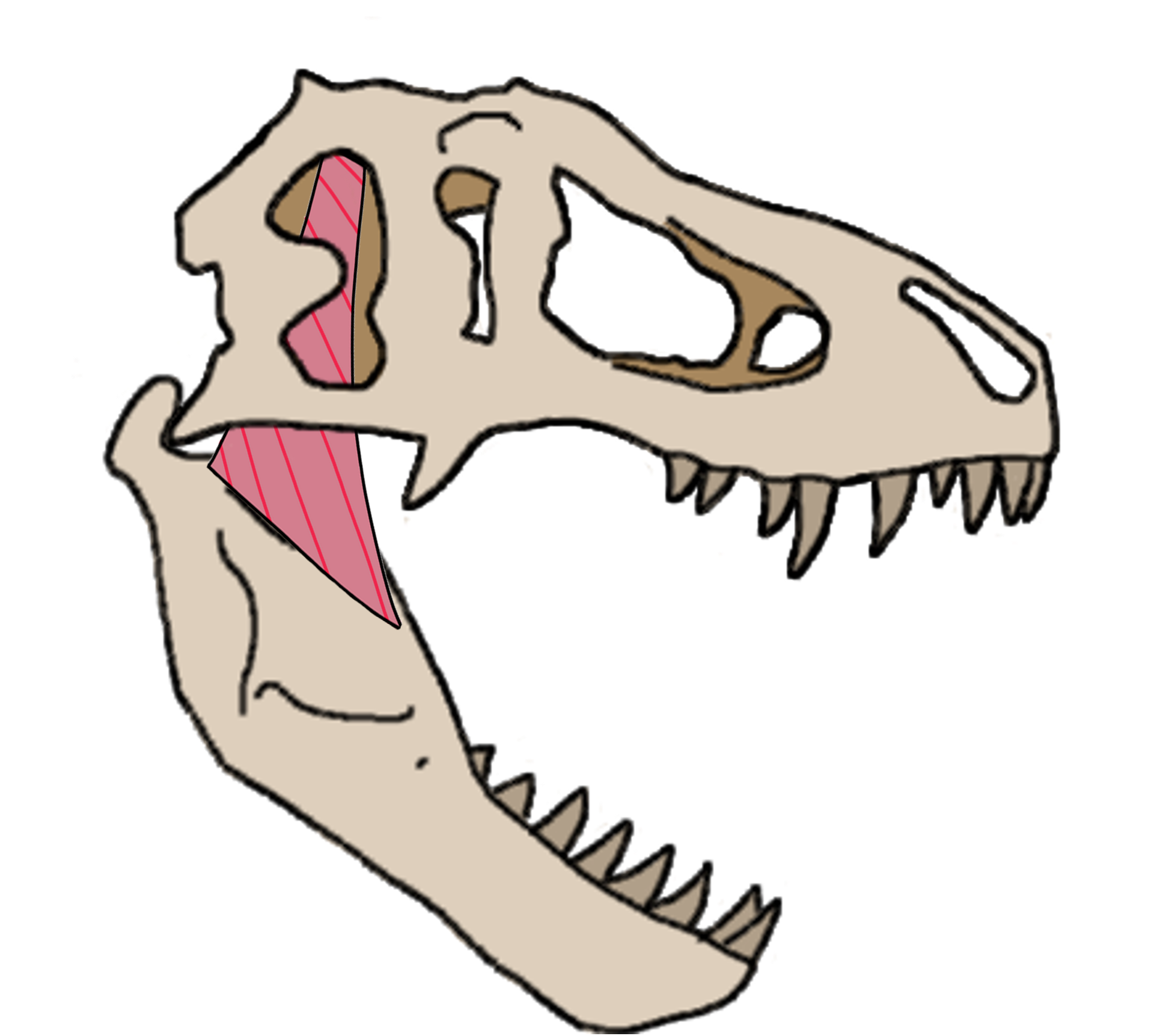 How scientists determine the strength of dinosaur muscles ...