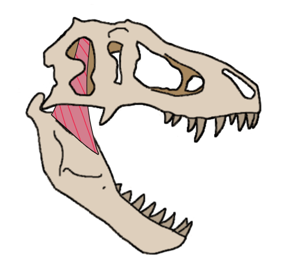 How scientists determine the strength of dinosaur muscles ...